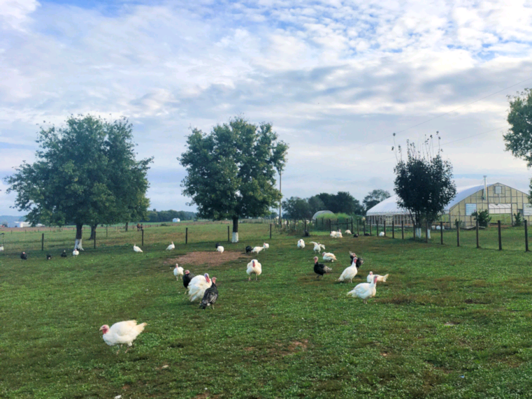 Vendors - Pure Pasture Farms