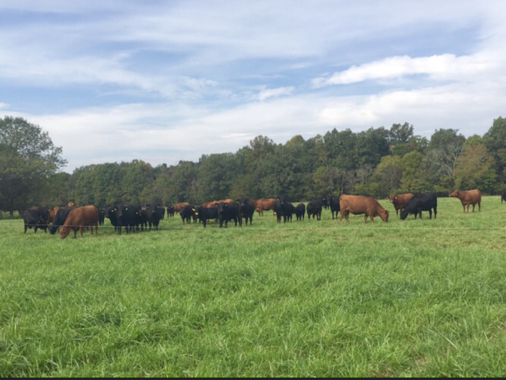 Vendors - Pure Pasture Farms