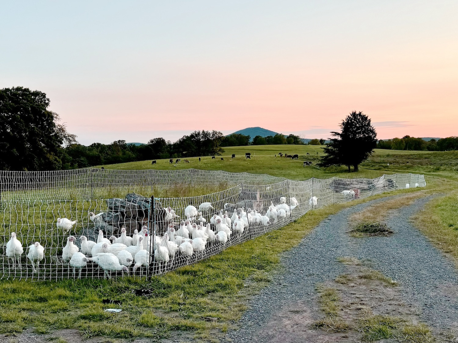 Our Regenerative Farming Practices - Triple E Farms