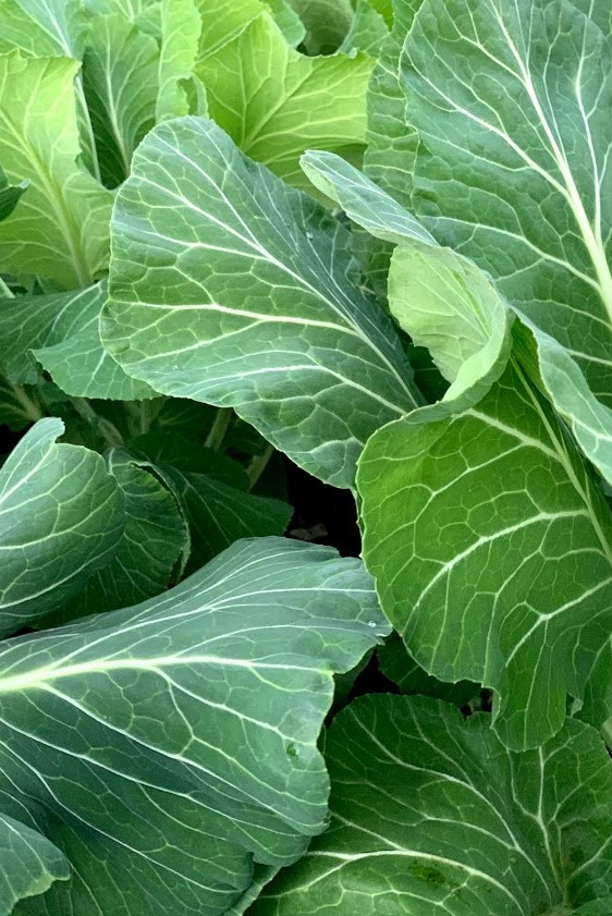 Produce - White Gate Farm