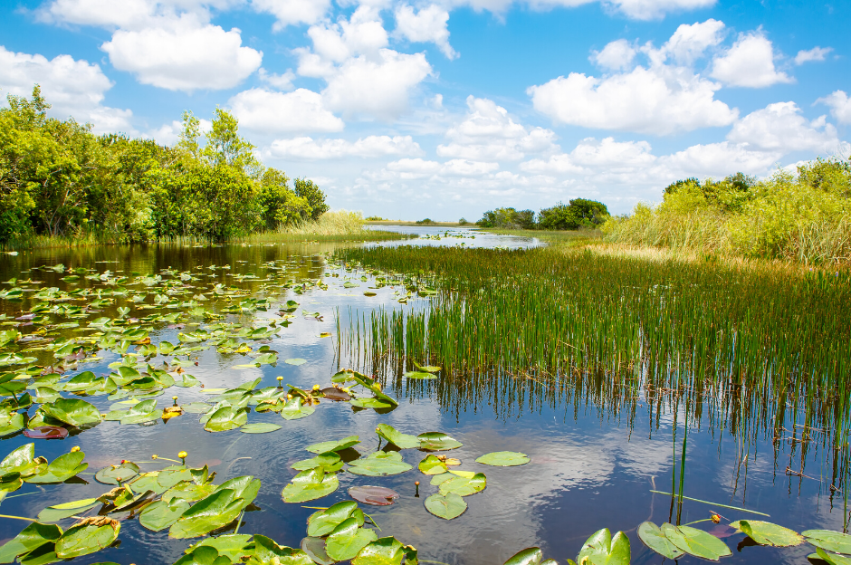 Top 30 Everglades Tours | Green Vacation Deals