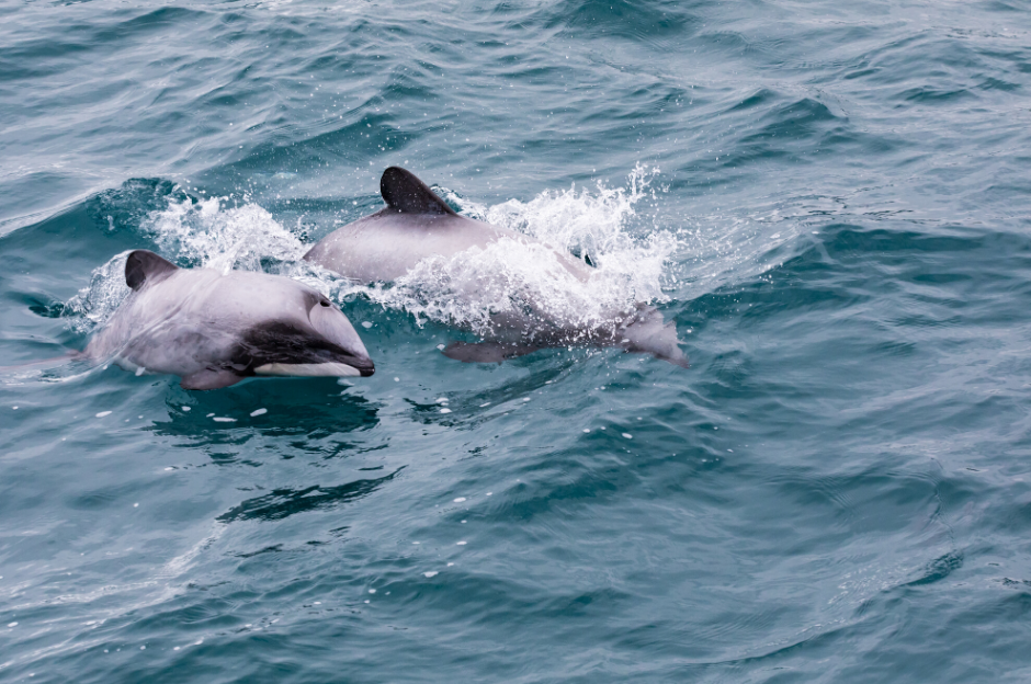Swim With Hector’s Dolphins In Akaroa, New Zealand | Green Vacation Deals