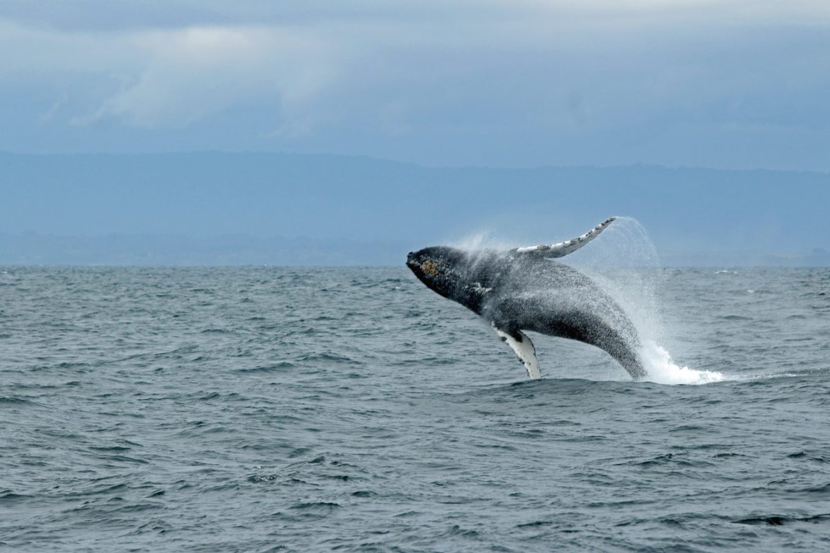 Wildlife Safari On Monterey Bay | Green Vacation Deals