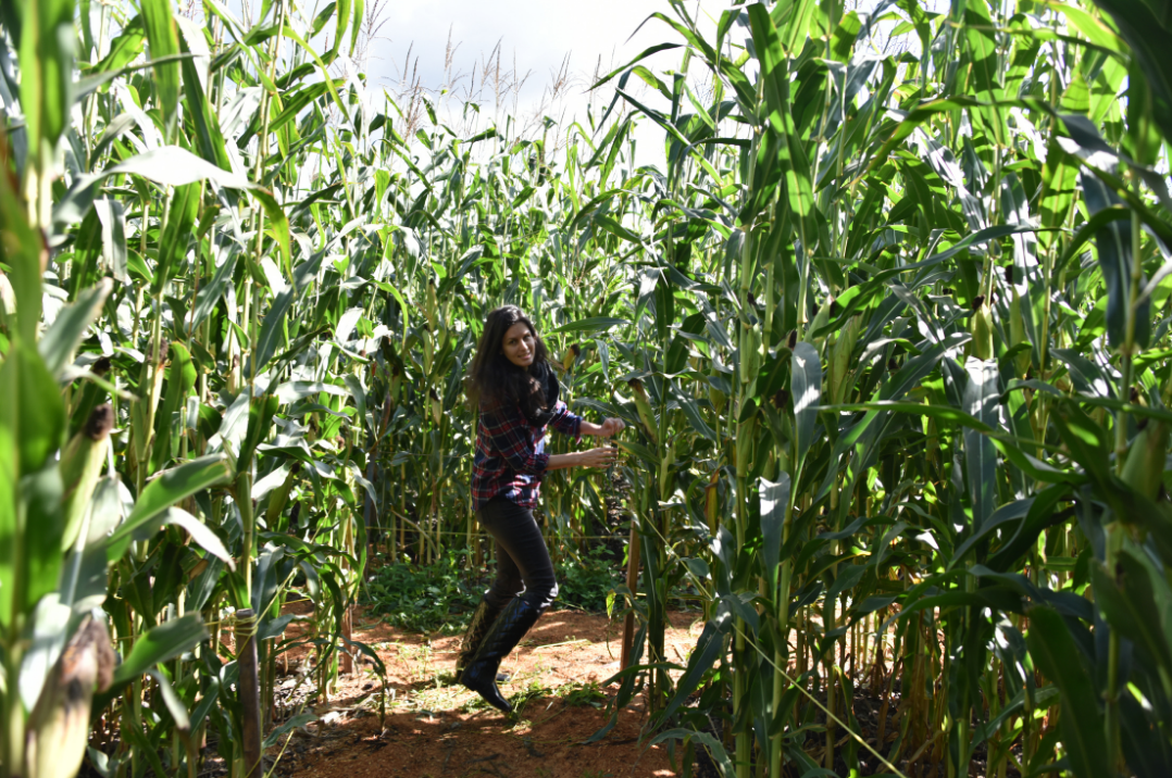 Fleitz Pumpkin Farm Oregon Ohio Coupon | Green Vacation Deals