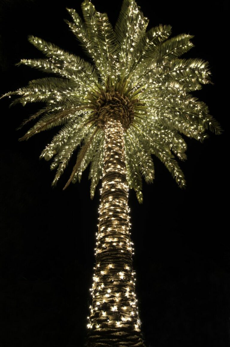 Holiday Festival of Lights Charleston 2021 Tour | Green Vacation Deals