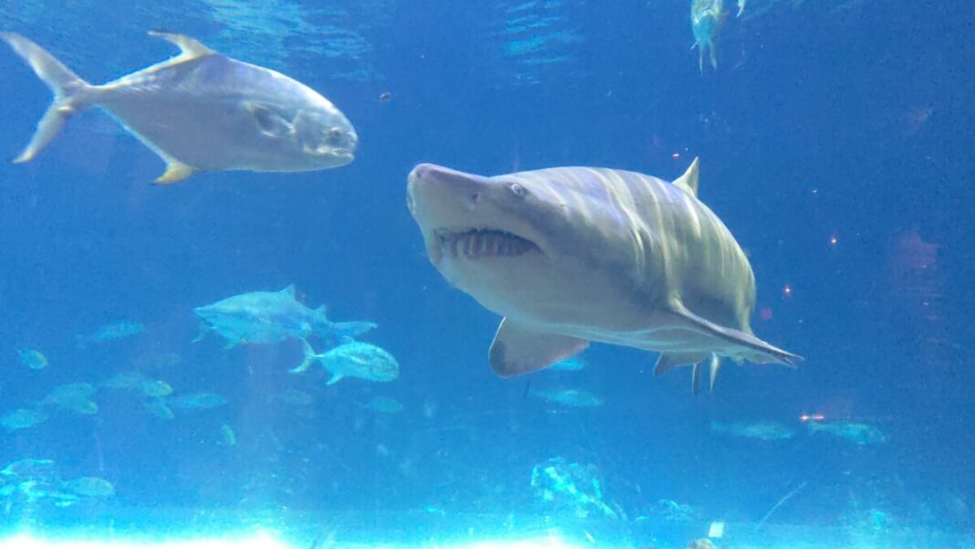 SeaWorld Orlando Holiday Dining at Sharks Underwater Grill Review ...