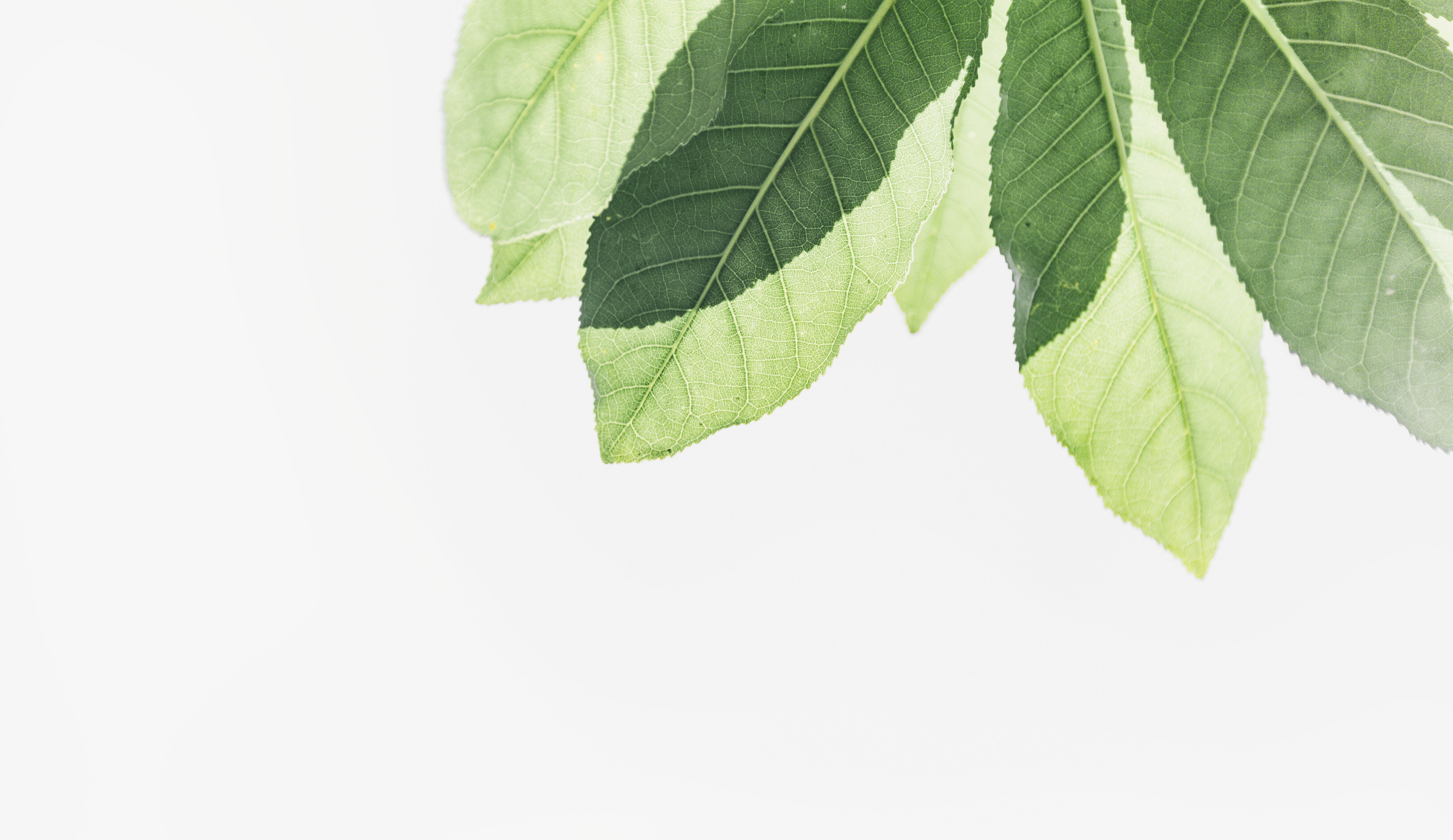 Sustainable Packaging Coalition | GreenBlue