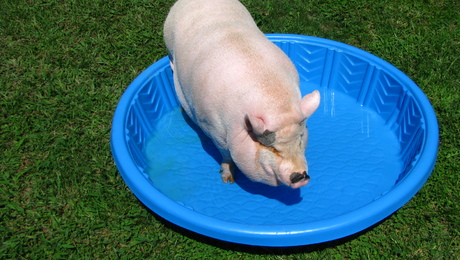 Is Your Pool an Energy Hog? - GreenBuildingAdvisor