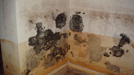 Indoor Microbes and Human Health - GreenBuildingAdvisor