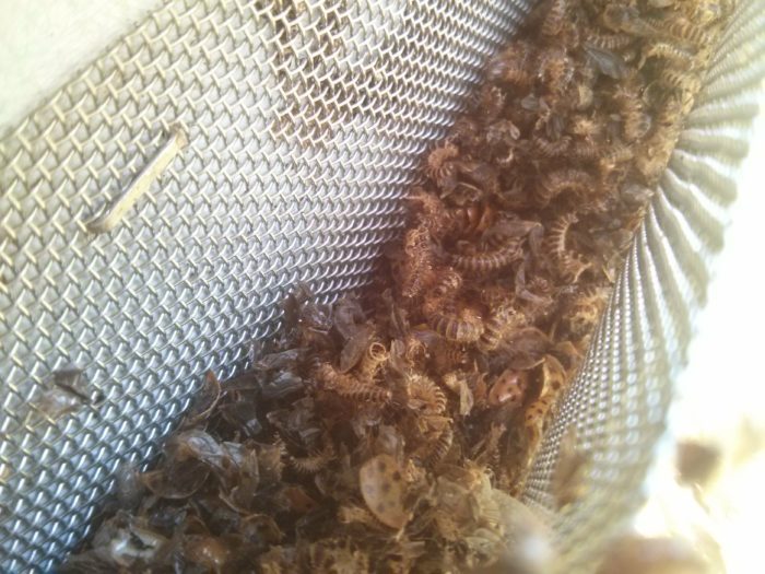 Rainscreen full of bugs - GreenBuildingAdvisor