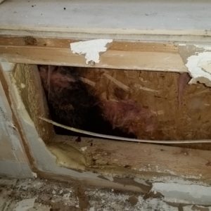 Mold on inside of external OSB wall - GreenBuildingAdvisor