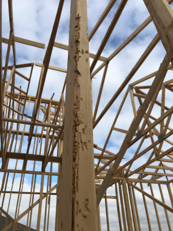 Questioning the Quality of Framing Lumber - GreenBuildingAdvisor