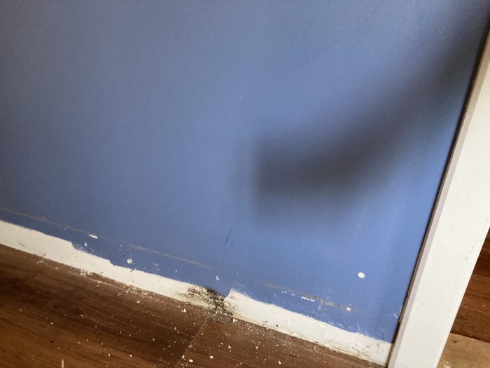 Black mold behind baseboards in basement - GreenBuildingAdvisor
