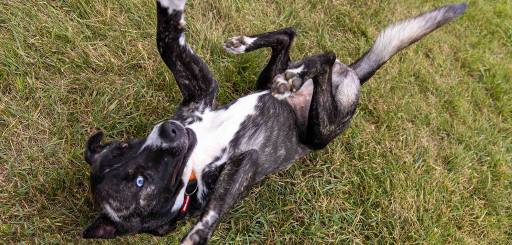 Green County Humane Society