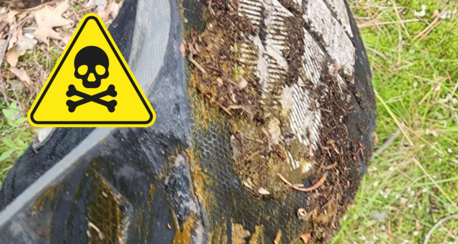 Can mowing over dog poop be dangerous? {It's Worse Than You Imagined}