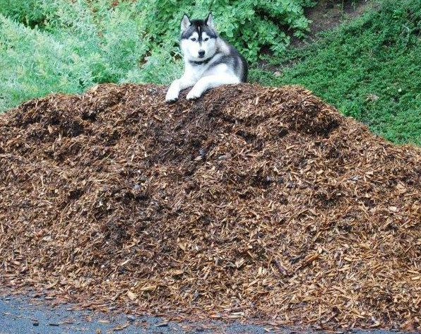 It’s a Ruff Life….How to keep your pet safe while doing yard work