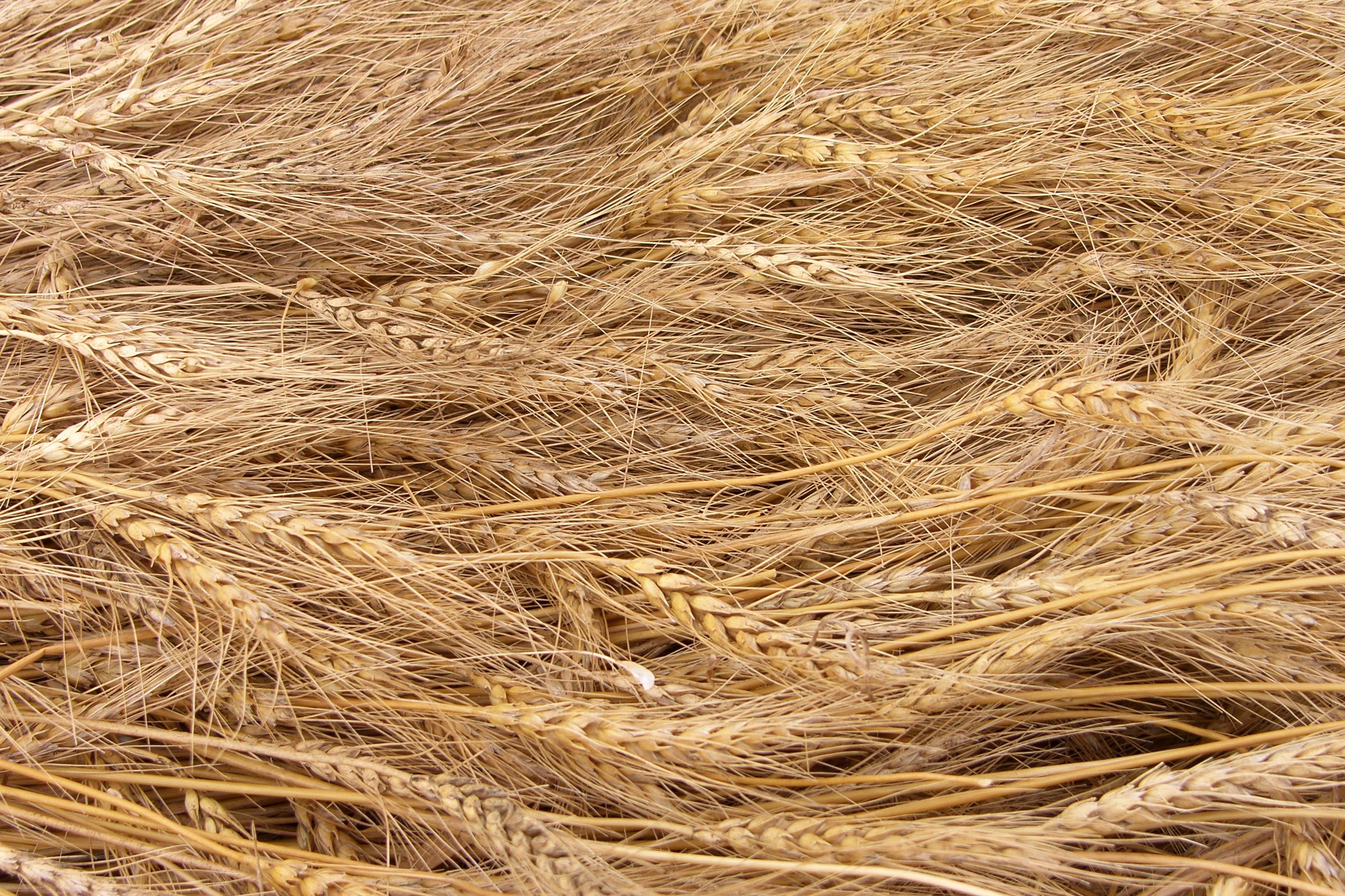 Ruth: A Story for When We Feel Abandoned by God - Groundwork Bible Study