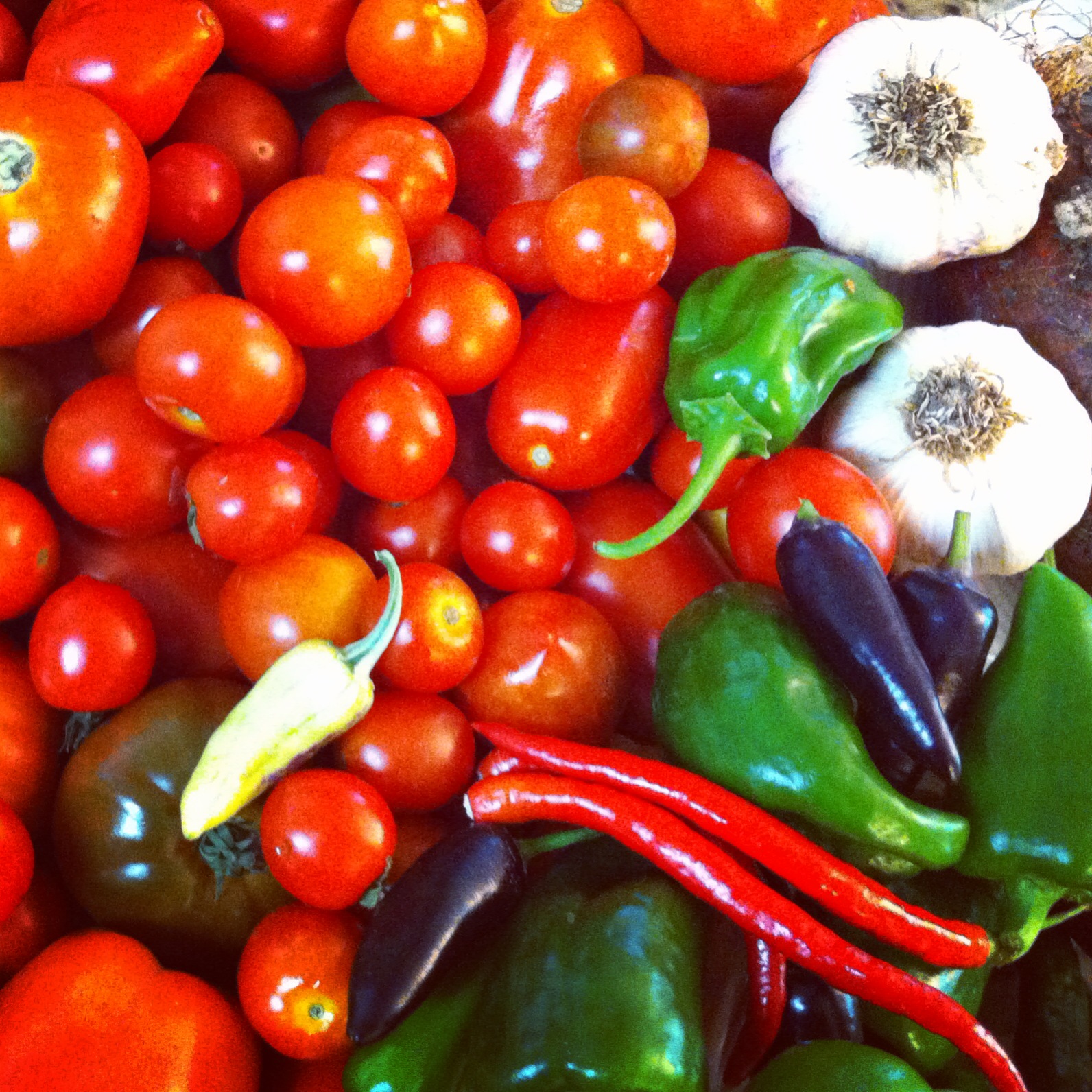 10 Tomato Growing Tricks You Need to Start Using - GrowJourney