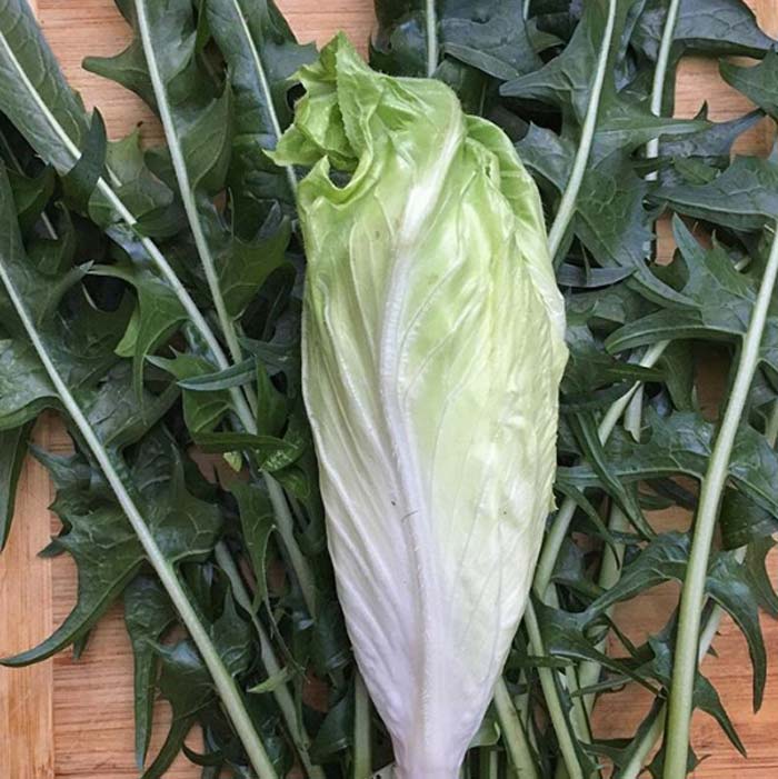 20+ best vegetables to grow in your fall and winter garden - GrowJourney