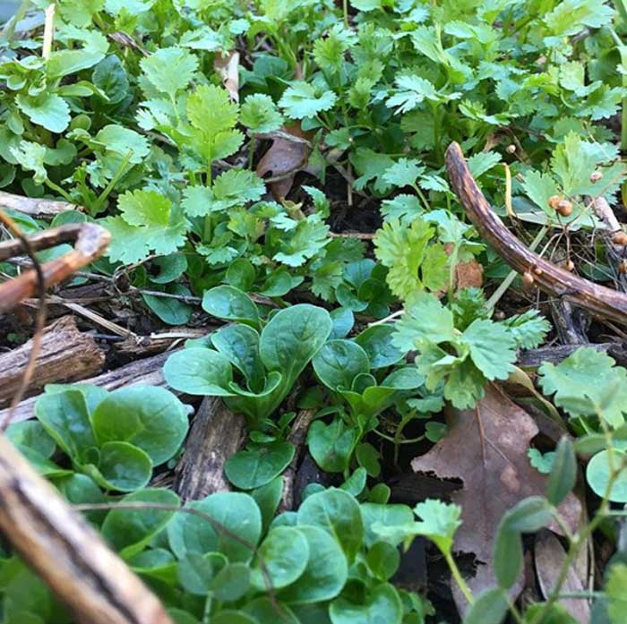 20+ best vegetables to grow in your fall and winter garden - GrowJourney