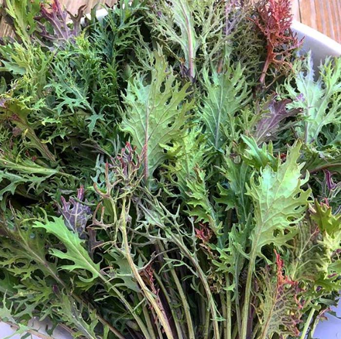 20+ best vegetables to grow in your fall and winter garden - GrowJourney