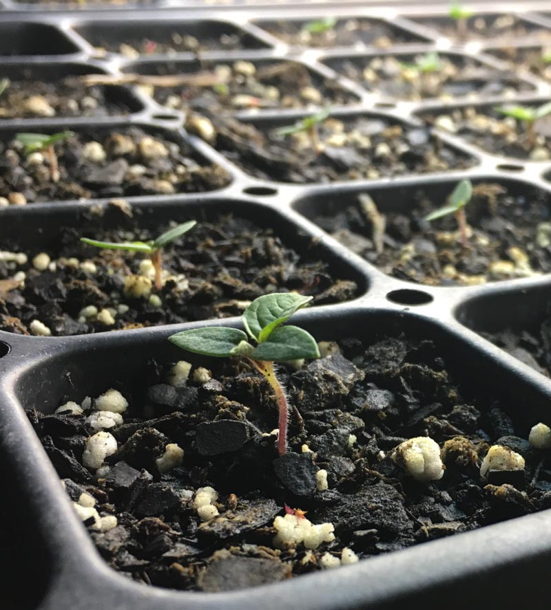 Cherry Seedling Cherry Seedling