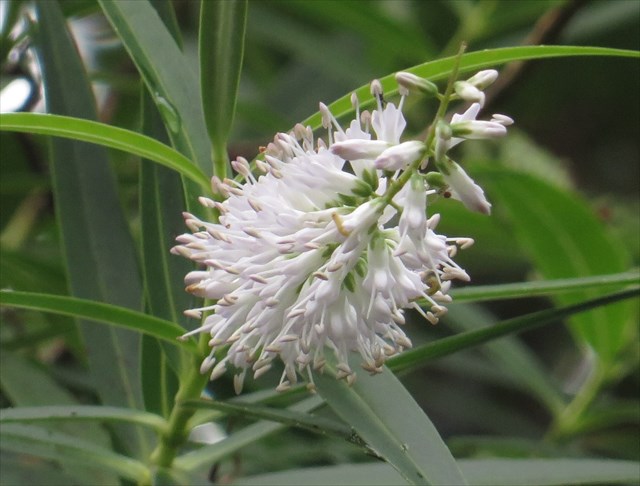 GC74M7M NZ Native Trees #22 - Koromiko (Upper Hutt) (Traditional Cache ...