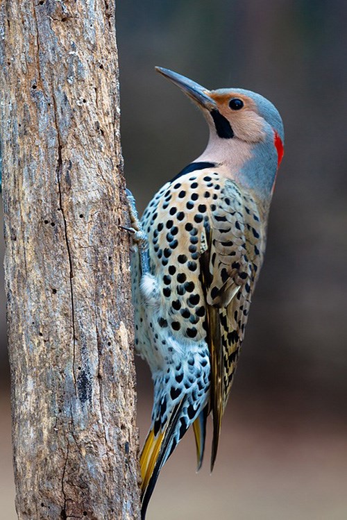 GC742D7 Northern Flicker (Traditional Cache) in Michigan, United States ...