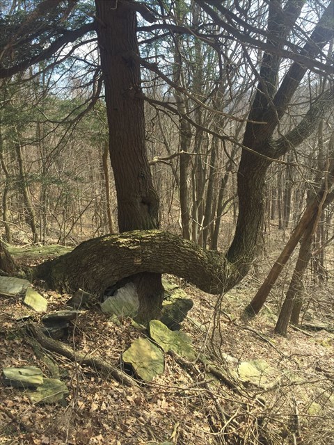 GC83V5R Indian Trail Marker Tree (Traditional Cache) in Pennsylvania ...