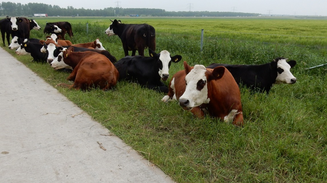 GC7R9QF WaarGenomenHoek (Unknown Cache) in Flevoland, Netherlands ...