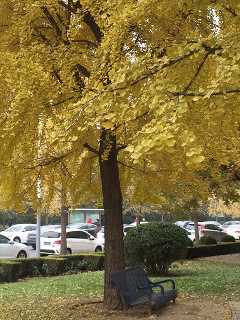 GC6WY52 满目金黄耀京城 Golden Beijing 6＃-银杏树下Under ginkgo tree (Traditional ...