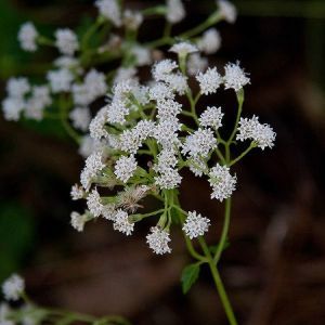 GC9HJQN Hammock Snakeroot (Traditional Cache) in Florida, United States ...