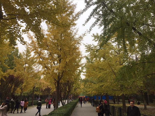 GC6WM17 满目金黄耀京城 Golden Beijing 3＃ (Traditional Cache) in China created ...