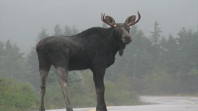 GC7P73N FNP 2018 - Moose Brain (Traditional Cache) in New Brunswick ...