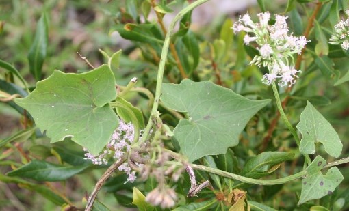 GC6ZFCG Climbing Hemp Vine (Traditional Cache) in Florida, United ...
