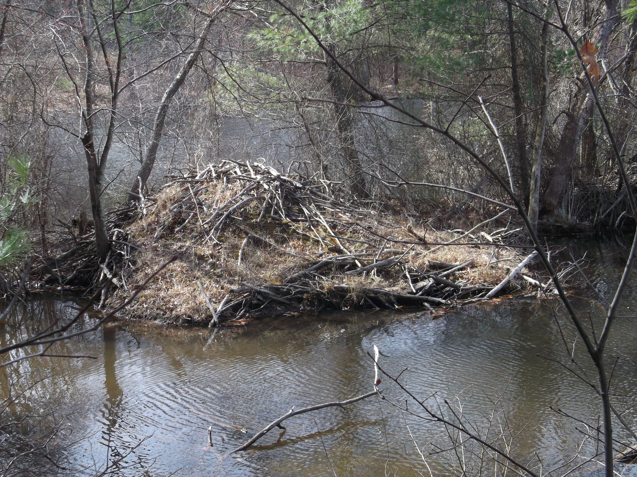 GC113TW Leave it to the beavers (Traditional Cache) in Massachusetts ...