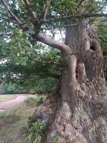 GC8ZMGE Záběhelský dub dvoják - Brdské stromy (Traditional Cache) in ...