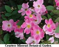 GC6MYPF Wild Rose #2 (Traditional Cache) in New York, United States ...