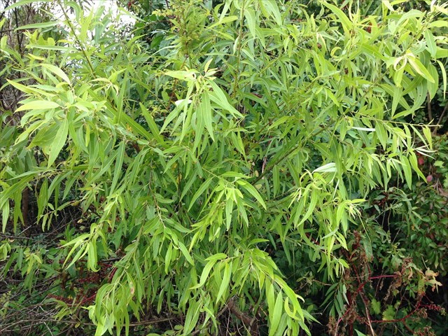GC6ZW5R Coastal Plain Willow (Traditional Cache) in Florida, United ...