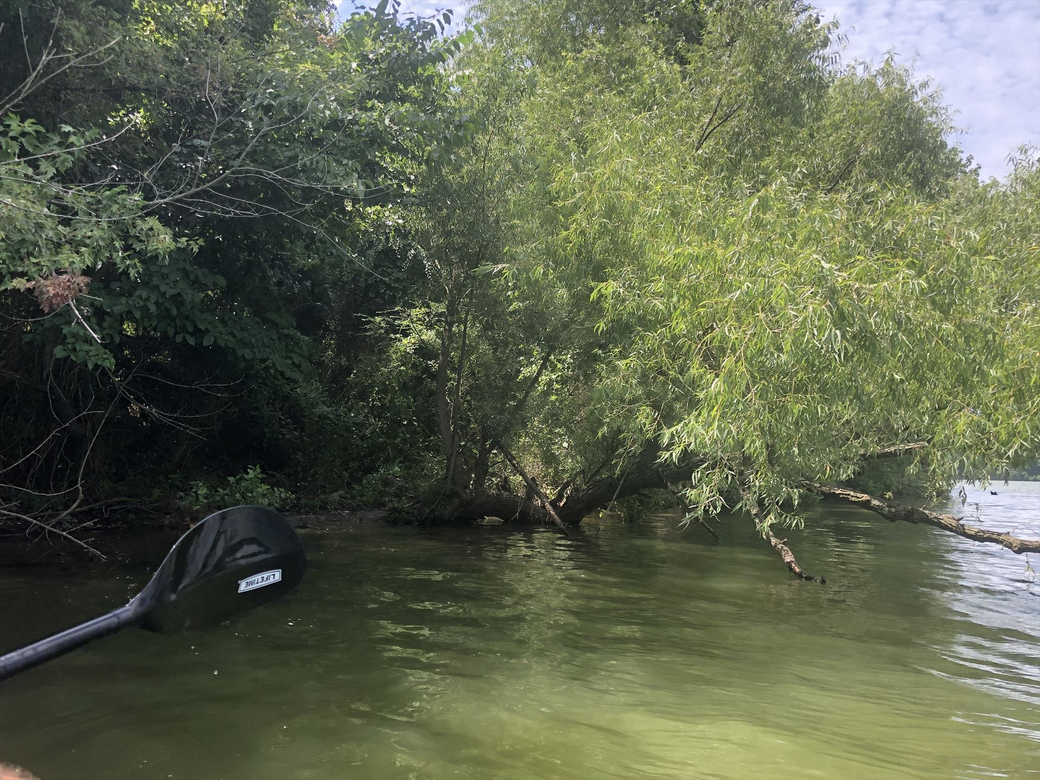 GC8WWFD 🐢 Turtle’s Demise 🐢 (Traditional Cache) in Arkansas, United ...