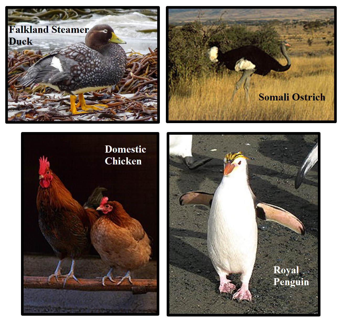 GC9HZAW For the Birds #13 (Unknown Cache) in Connecticut, United States ...