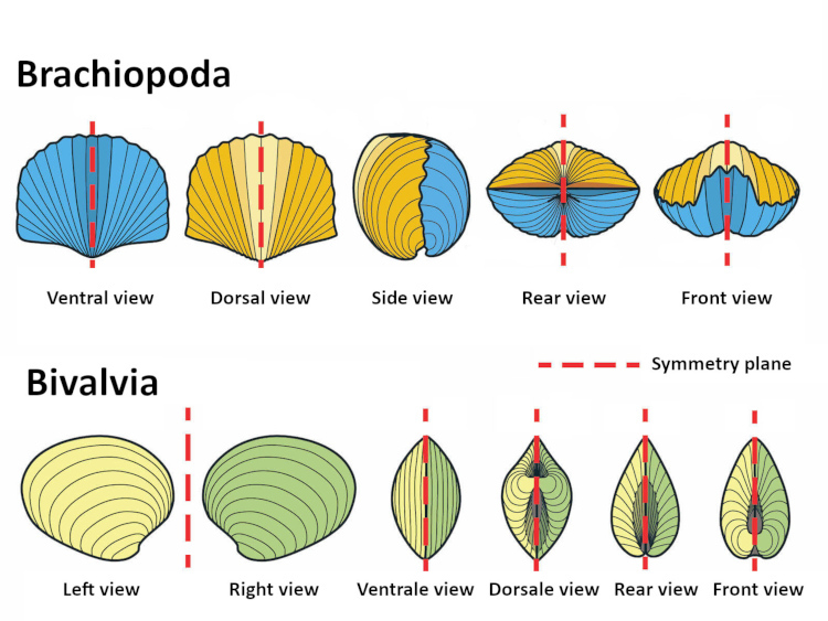 GCA63CK [MegaOignies] EC #09 Brachiopoda! 🌍 (Earthcache) in Hauts-de ...