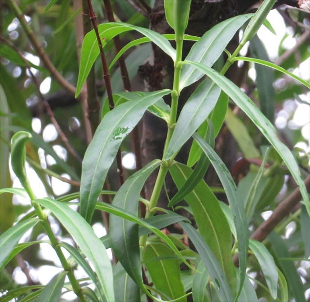 GC74M7M NZ Native Trees #22 - Koromiko (Upper Hutt) (Traditional Cache ...