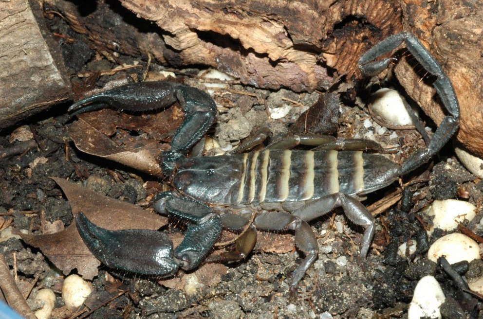 GC9N5ZQ Zodiak #455 ♏Skorpion♏Scorpio (Unknown Cache) in Pomorskie ...