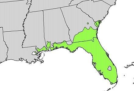 GC71NZ2 Flowering Saw Palmetto (Traditional Cache) in Florida, United ...