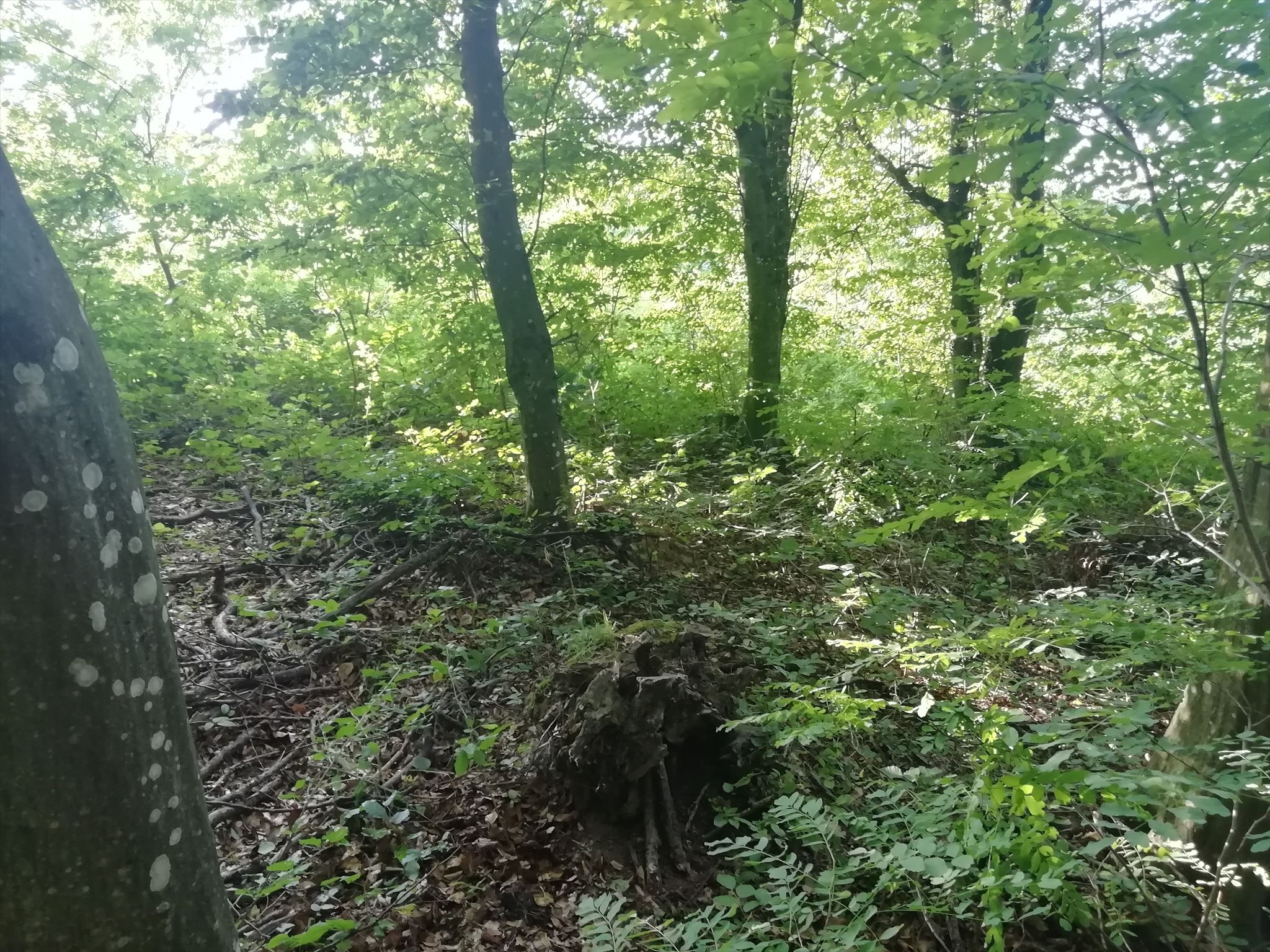 GC8YNRX Dravski put # -6 - Čudesan panj (Traditional Cache) in Croatia ...