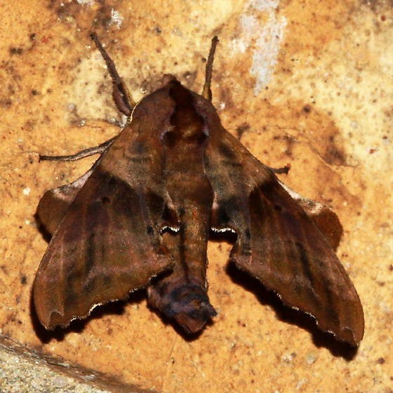 GC7RF8Q BF098 Blind Sphinx Moth (Unknown Cache) in Florida, United ...