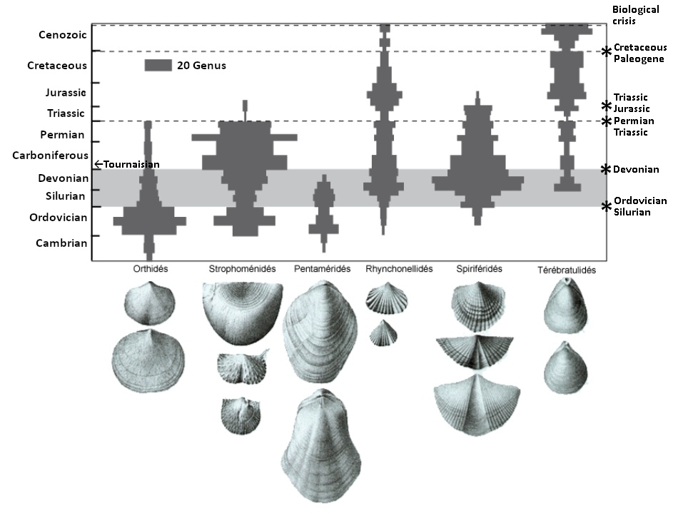 GCA63CK [MegaOignies] EC #09 Brachiopoda! 🌍 (Earthcache) in Hauts-de ...