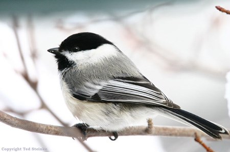 GC6AXN9 Bird Tracks: Black-Capped Chickadee (Traditional Cache) in ...