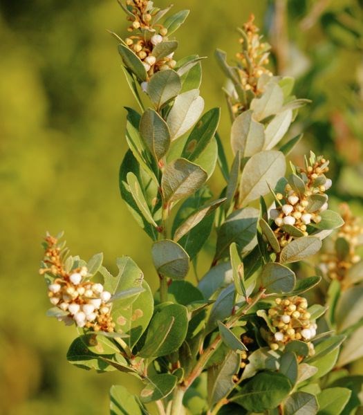 GC712FH Staggerbush (Traditional Cache) in Florida, United States ...